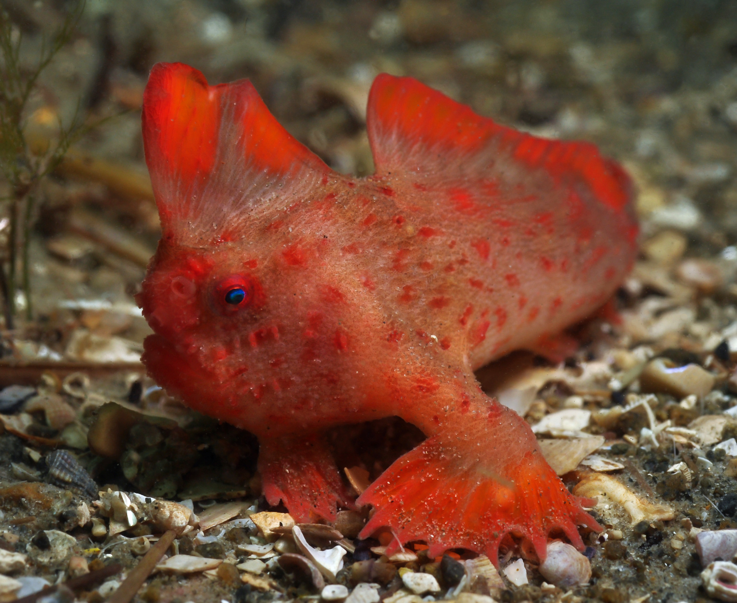 Red handfish population monitoring | Handfish Conservation Project