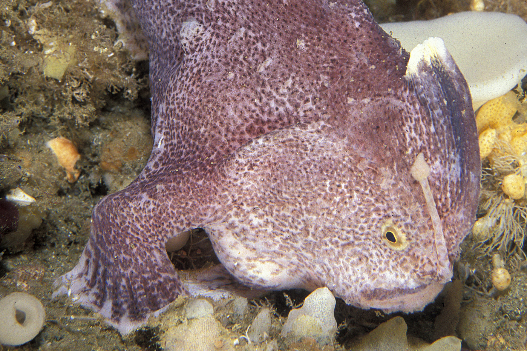 Species Overview - Handfish Conservation Project