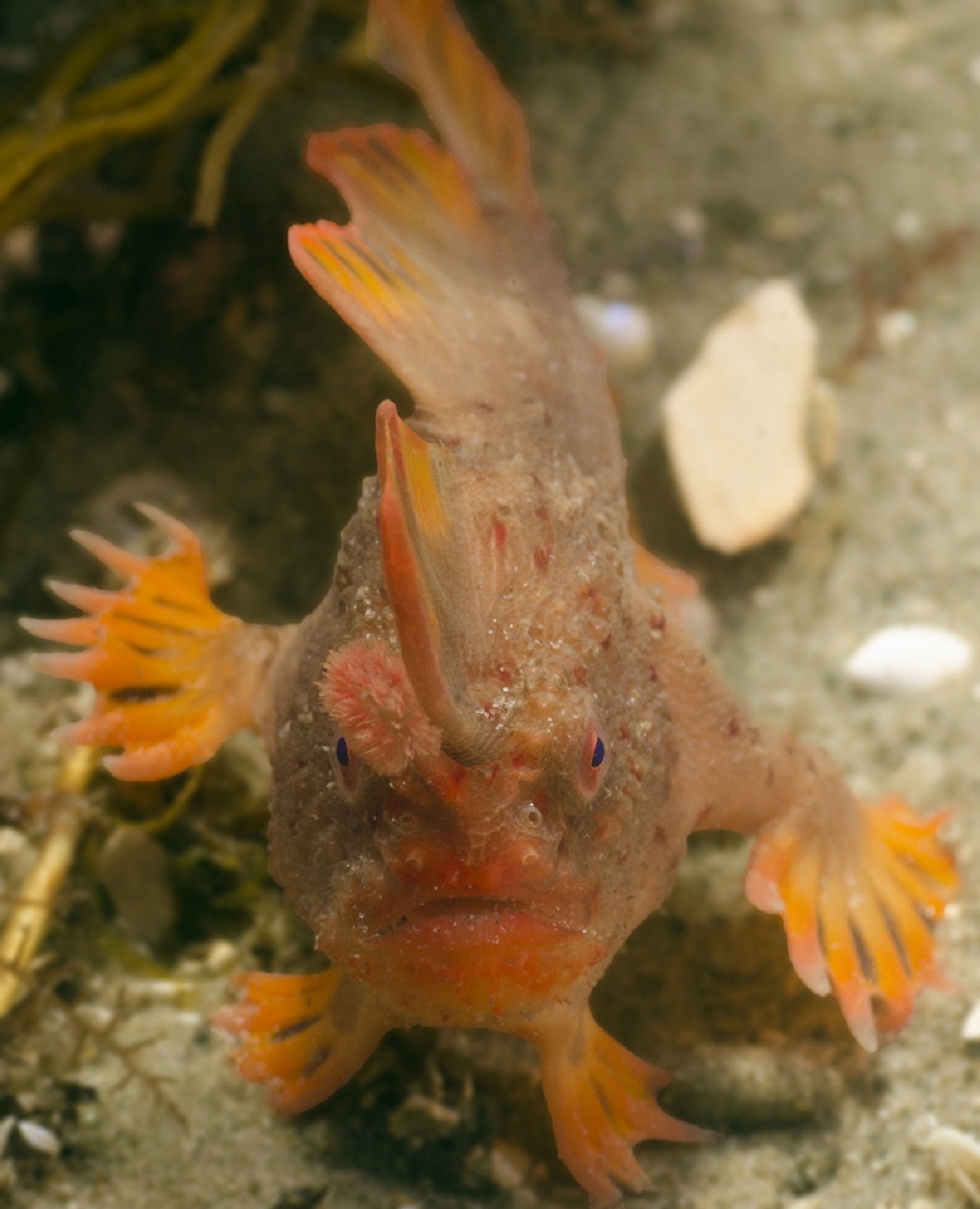 Launching the Handfish Conservation Project | Handfish Conservation Project
