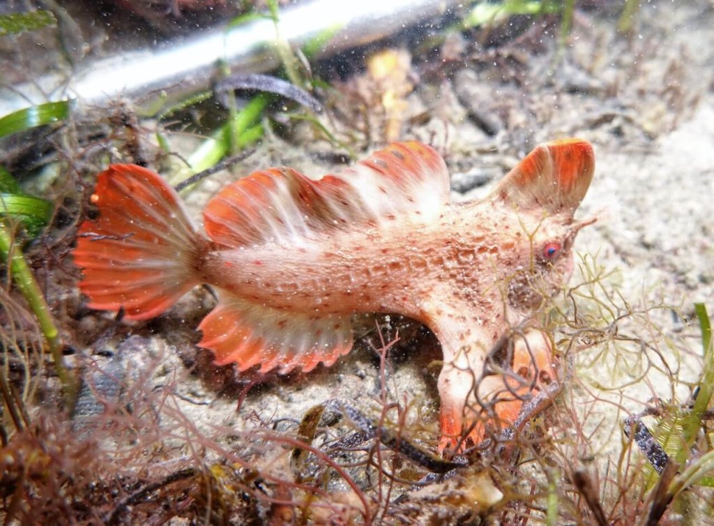 Red_65 - Handfish Conservation Project