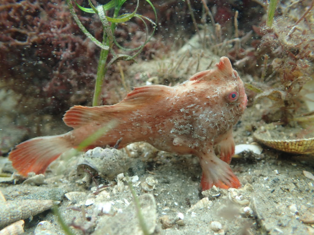 Red_101 - Handfish Conservation Project