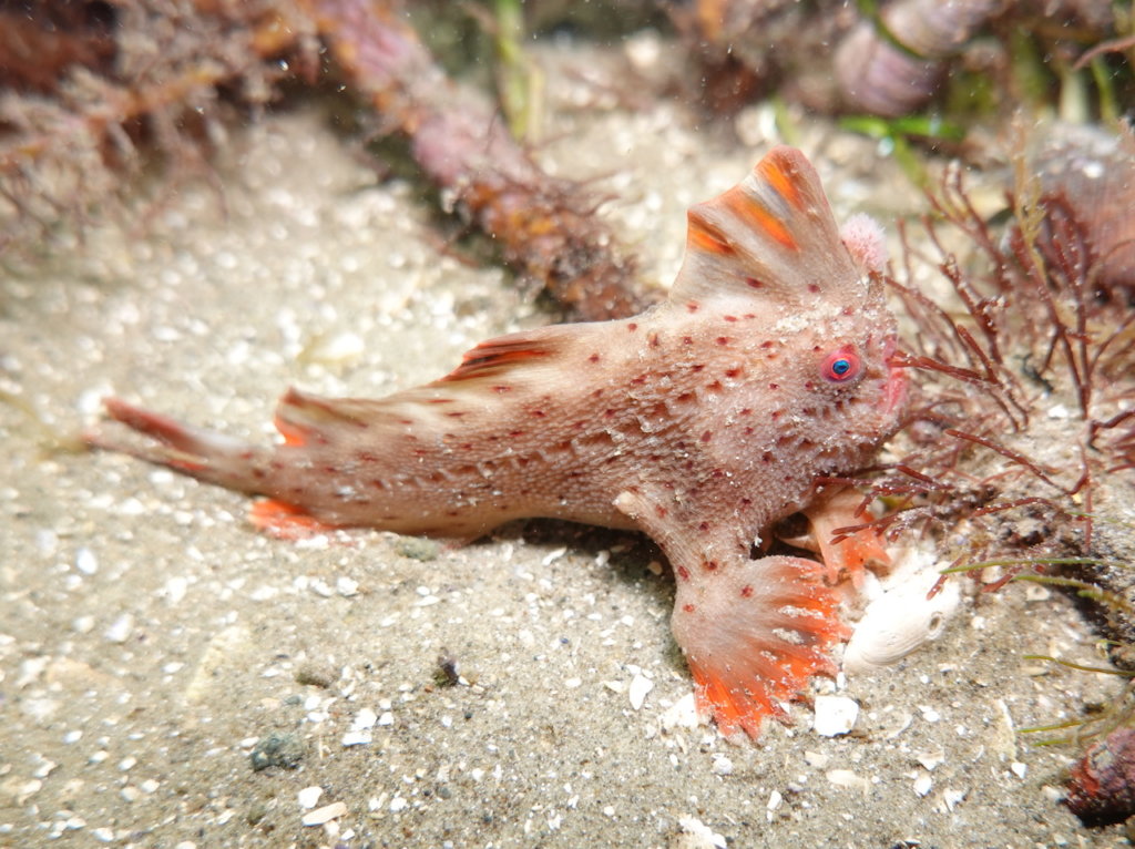 Red_104 - Handfish Conservation Project