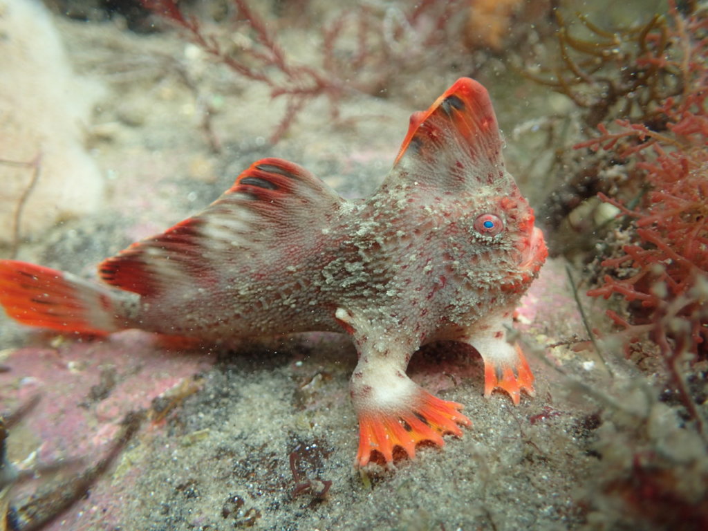 Red_109 - Handfish Conservation Project