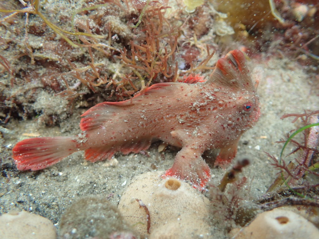 Red_114 - Handfish Conservation Project