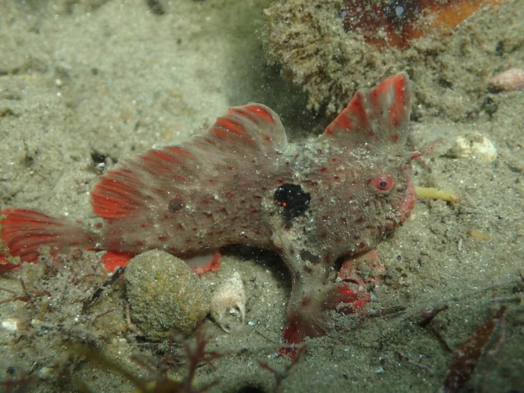 Red_148 - Handfish Conservation Project