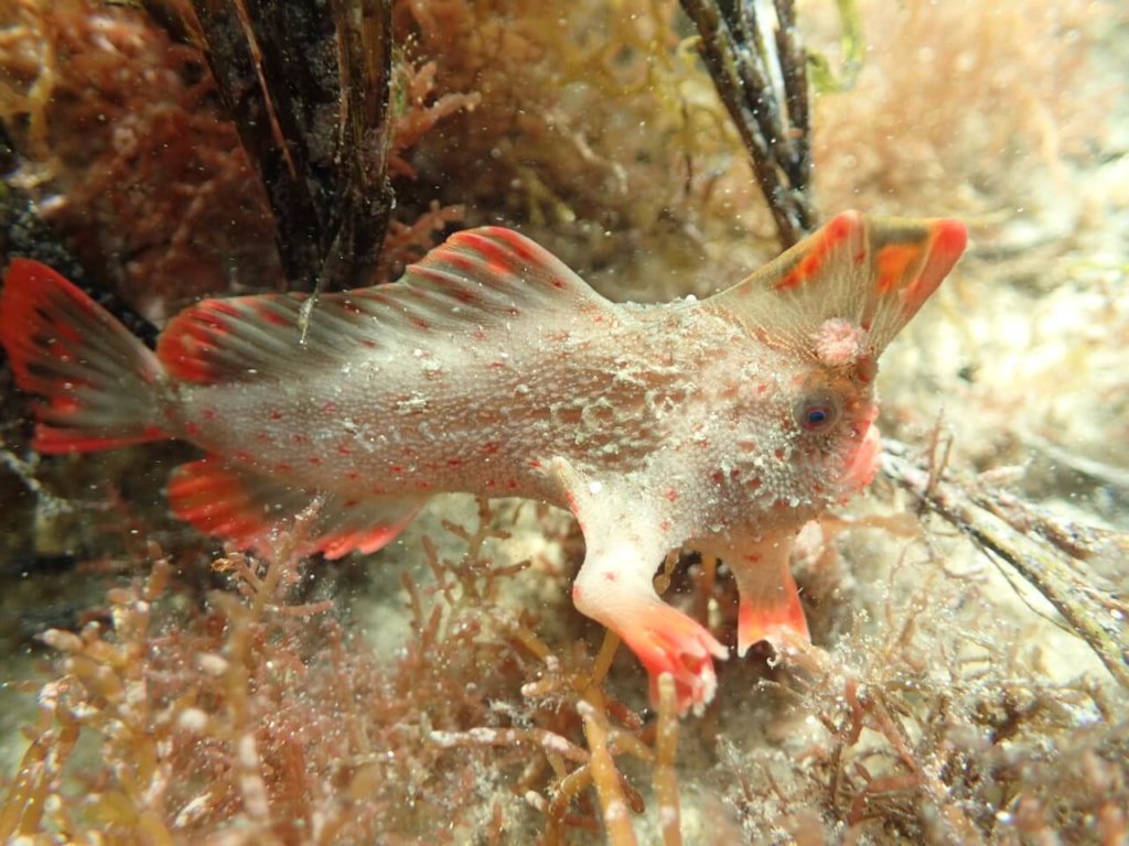 Red_150 - Handfish Conservation Project