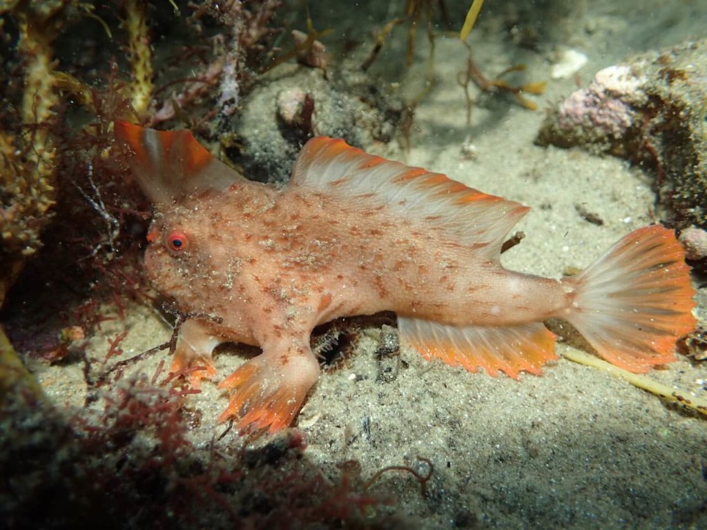 Red_151 - Handfish Conservation Project