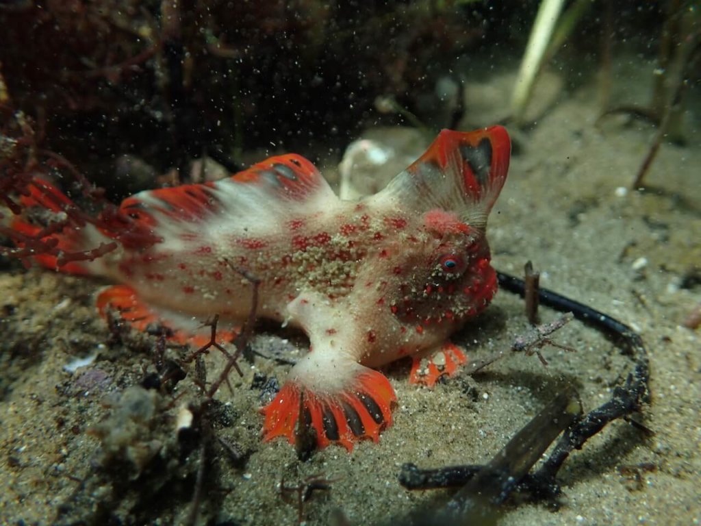 Red_152 - Handfish Conservation Project