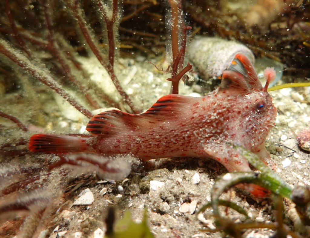 Red_155 - Handfish Conservation Project