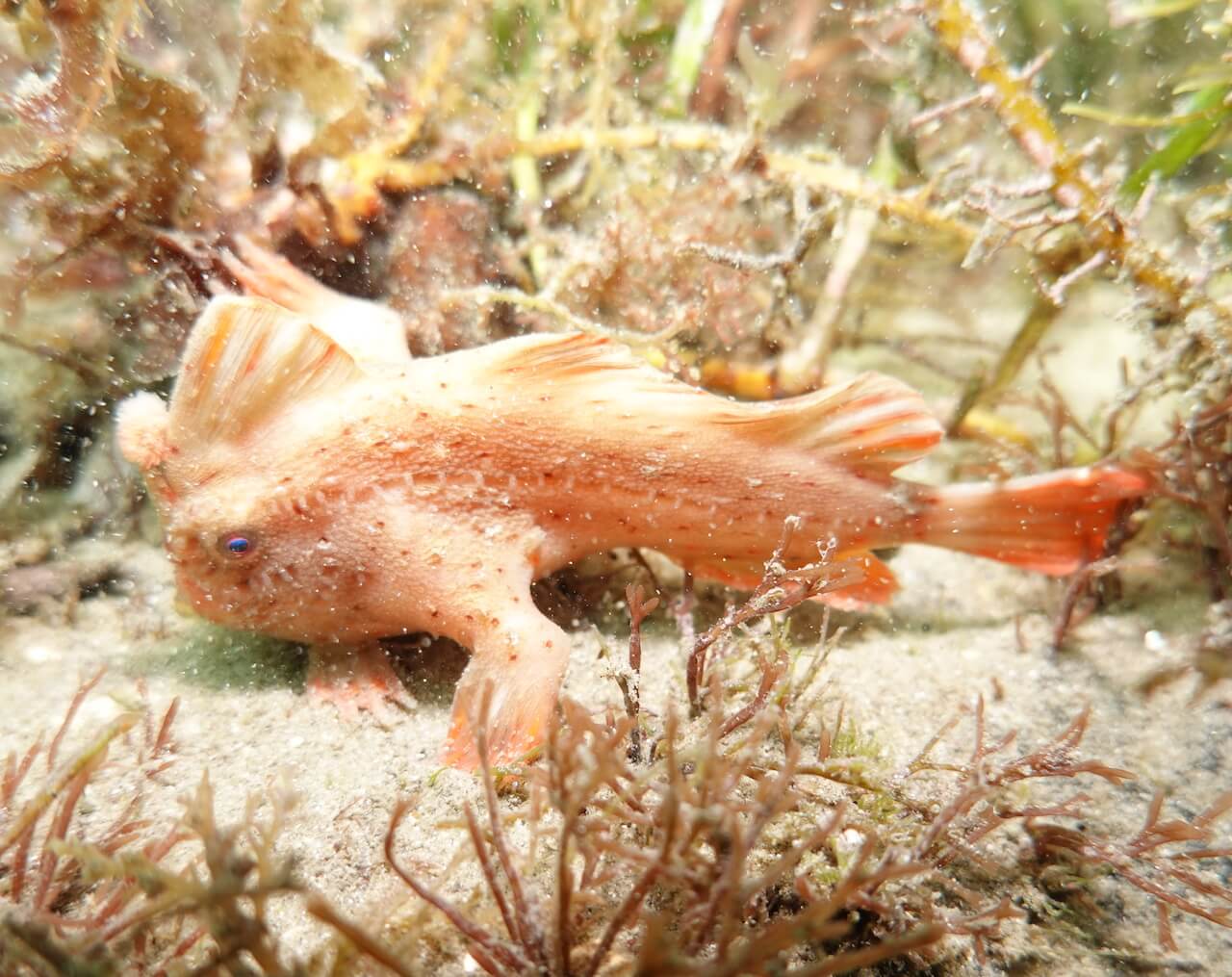 New student working on red handfish! | Handfish Conservation Project