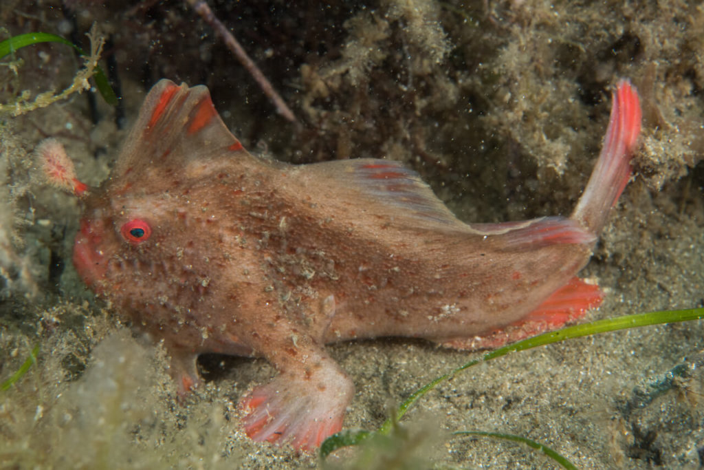 Red_3 - Handfish Conservation Project