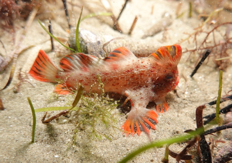 Red_87 - Handfish Conservation Project