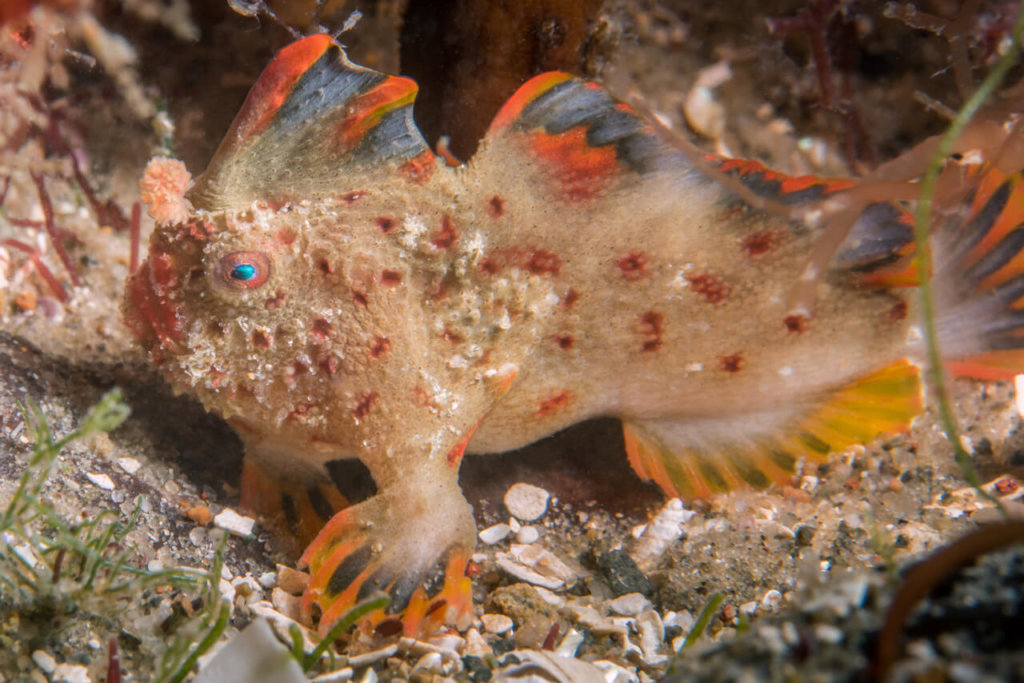 Red_8 - Handfish Conservation Project