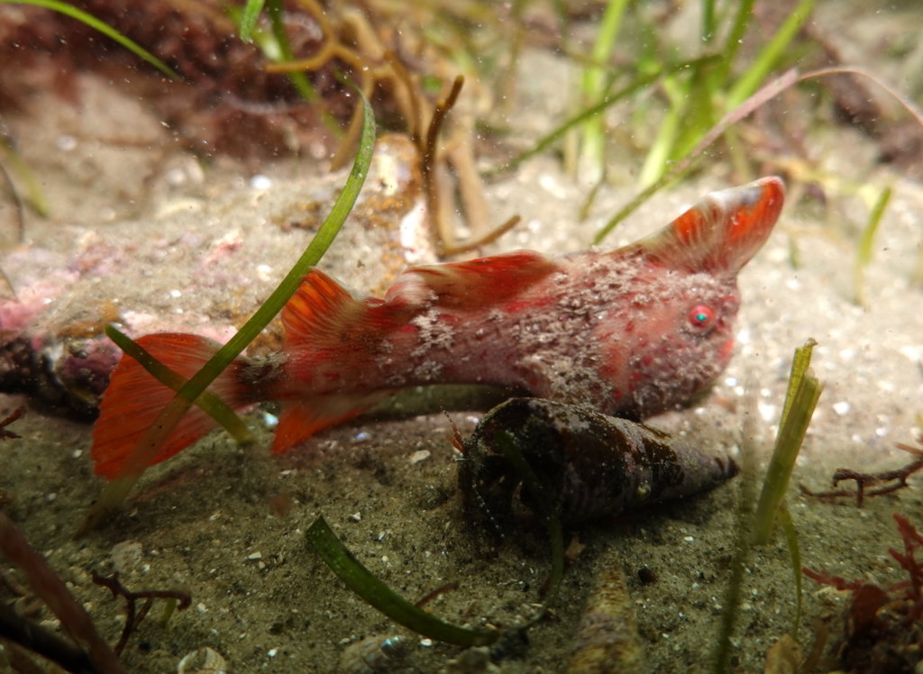 Red_95 - Handfish Conservation Project