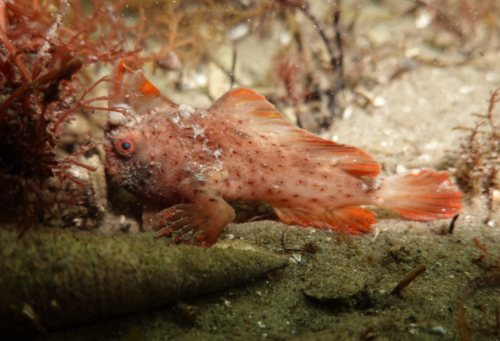 Red_96 - Handfish Conservation Project