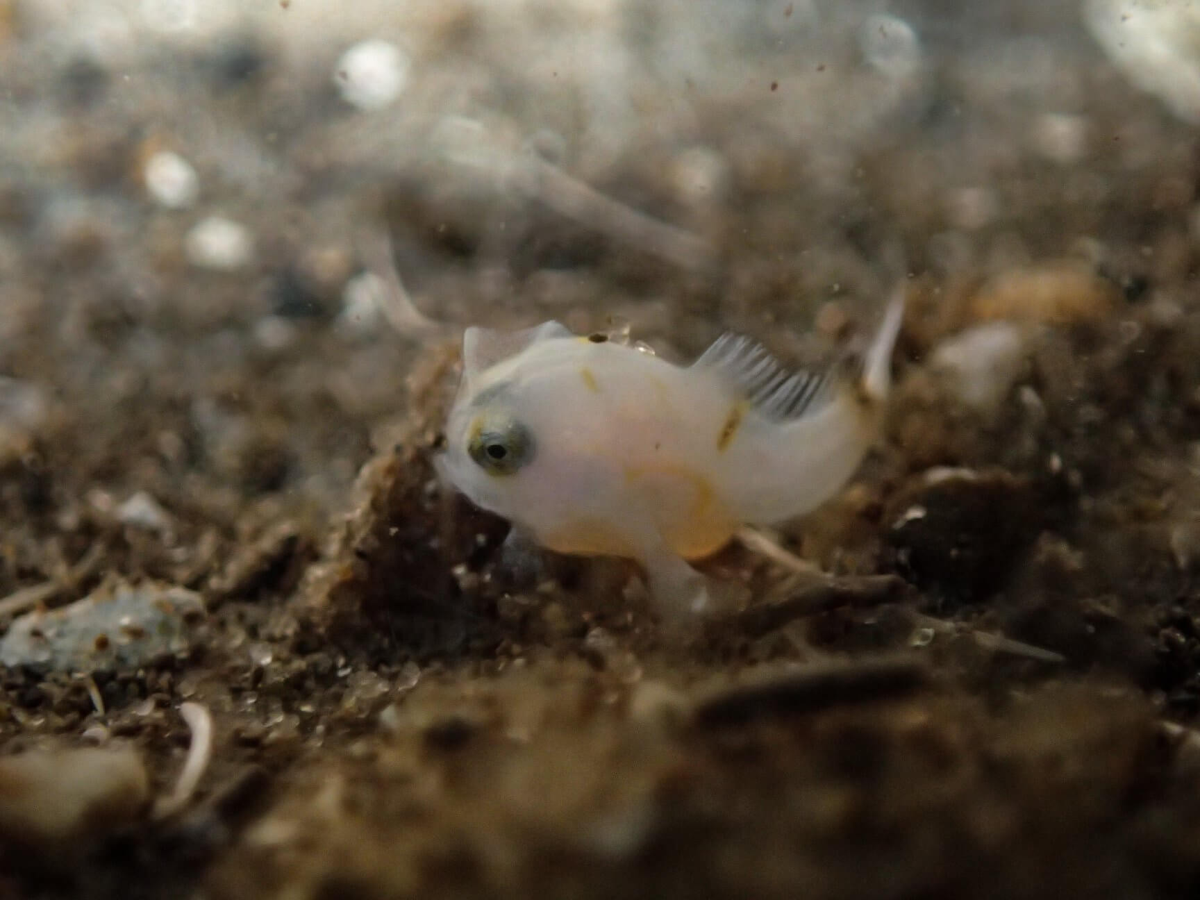 Spawning behaviour of spotted handfish | Handfish Conservation Project