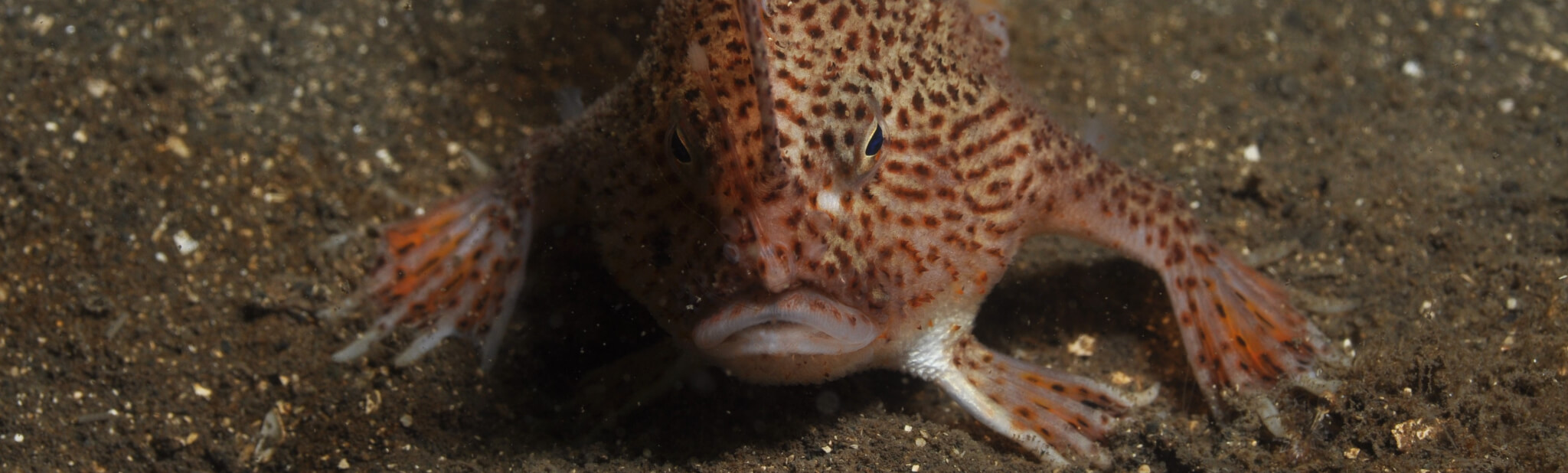 Spawning behaviour of spotted handfish | Handfish Conservation Project