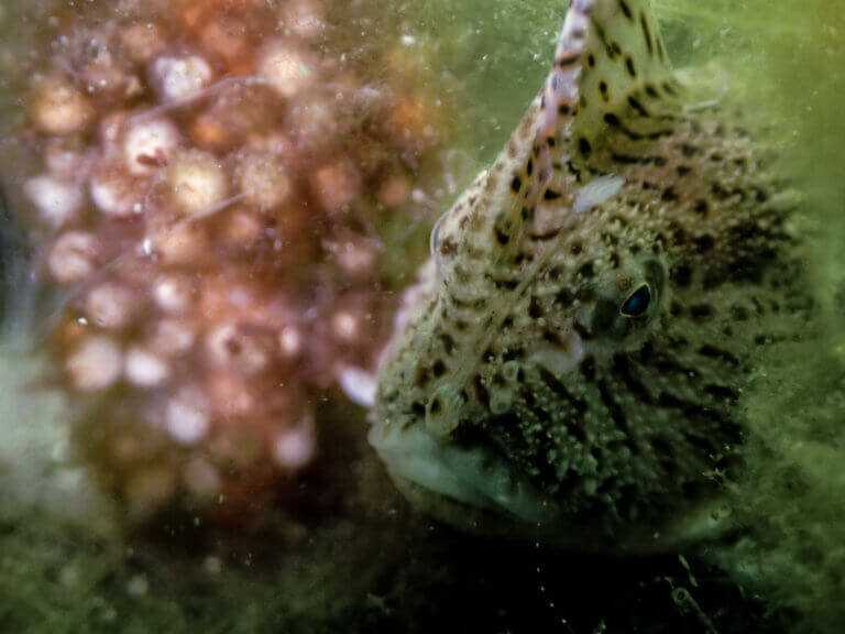 Spawning behaviour of spotted handfish | Handfish Conservation Project