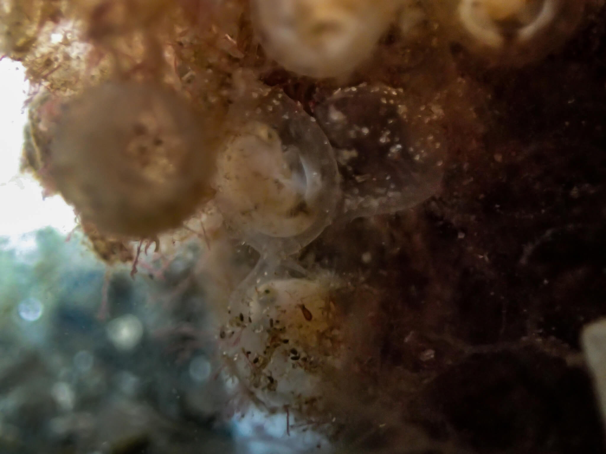 Spawning behaviour of spotted handfish | Handfish Conservation Project