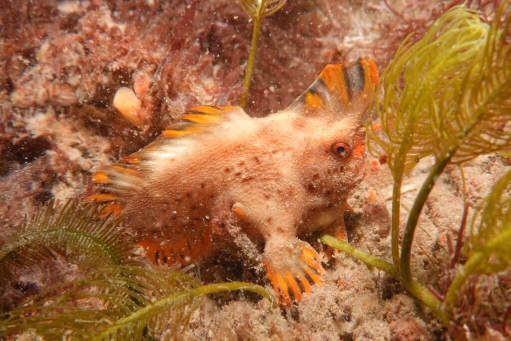 Red_195 - Handfish Conservation Project