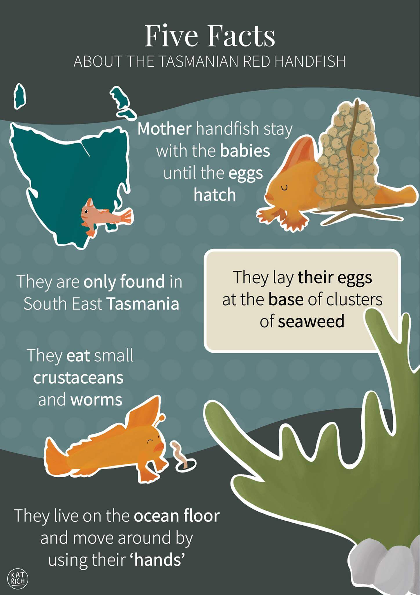 Writing about handfish - with Katherine Richardson | Handfish ...