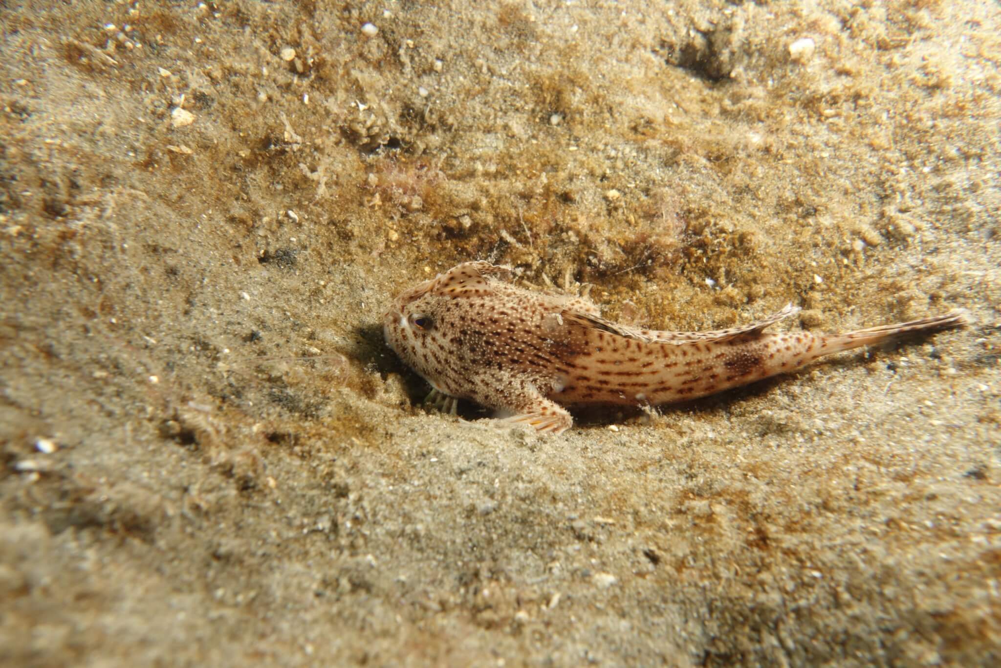 Finding Spotted handfish, with Carlie Devine. | Handfish Conservation ...