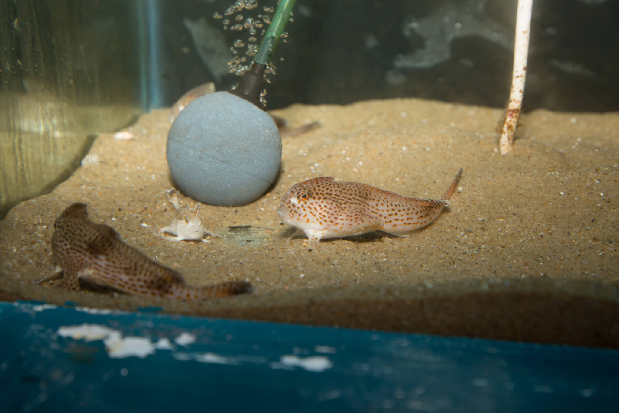 Finding Spotted handfish, with Carlie Devine. | Handfish Conservation ...