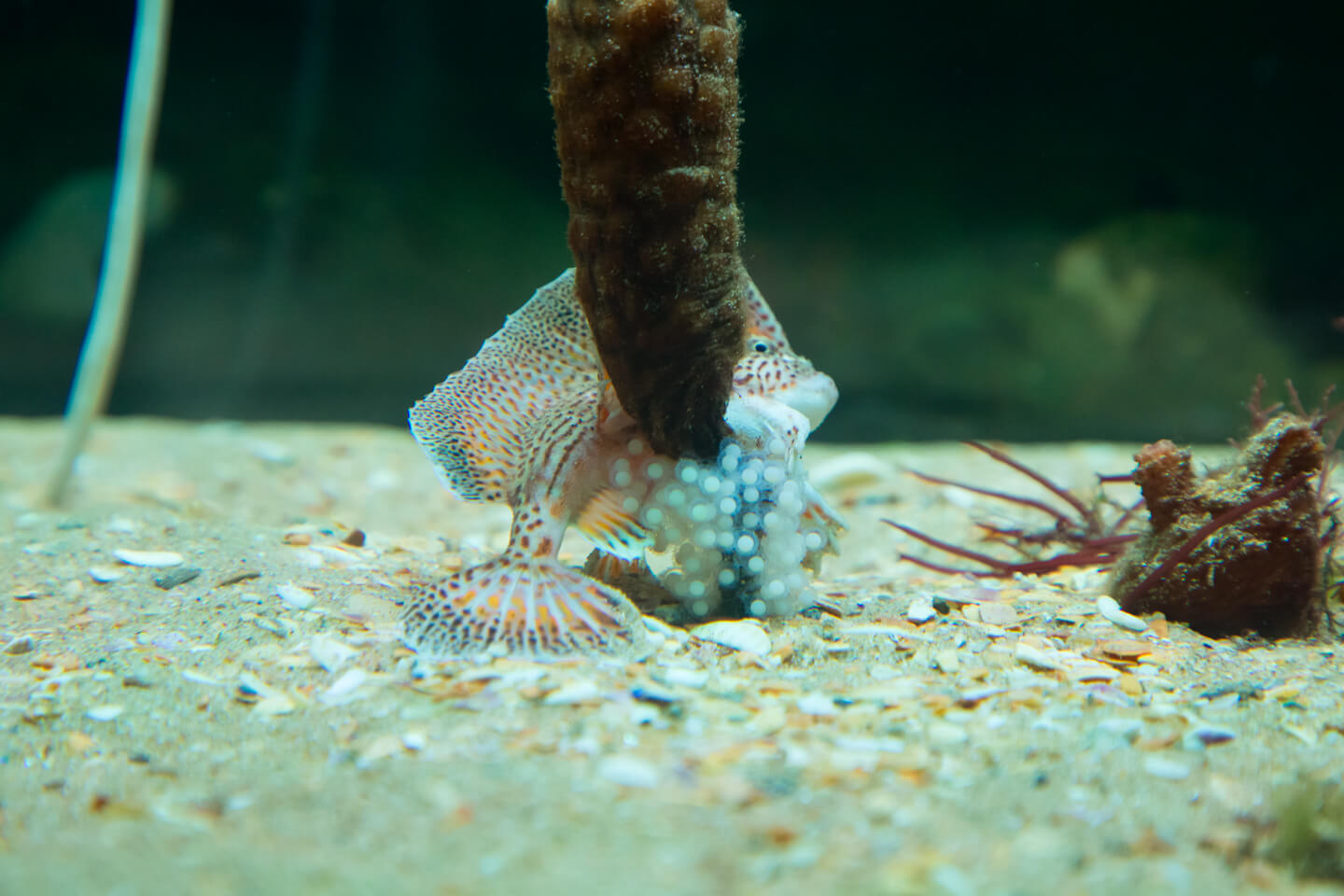 Finding Spotted handfish, with Carlie Devine. | Handfish Conservation ...