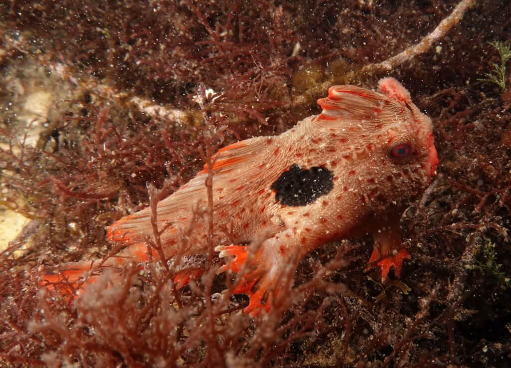 Red_314 - Handfish Conservation Project