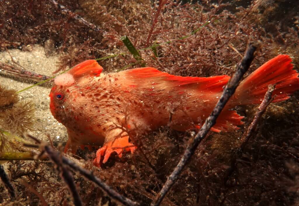 Red_316 - Handfish Conservation Project