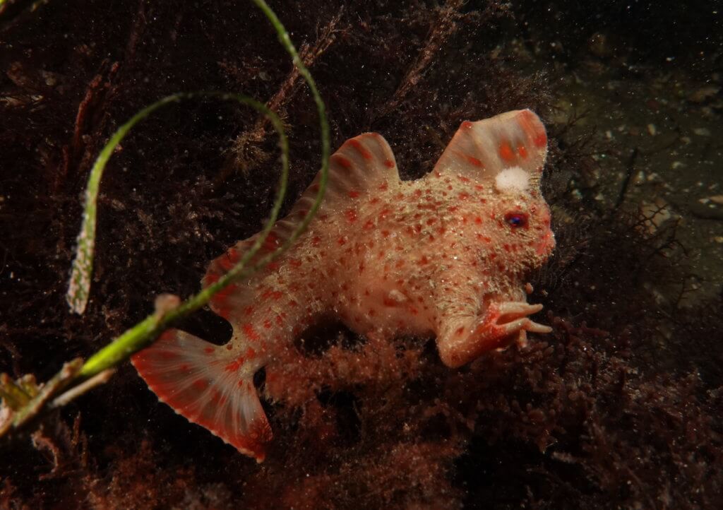 Red_320 - Handfish Conservation Project