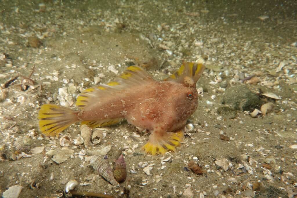 Red_371 - Handfish Conservation Project