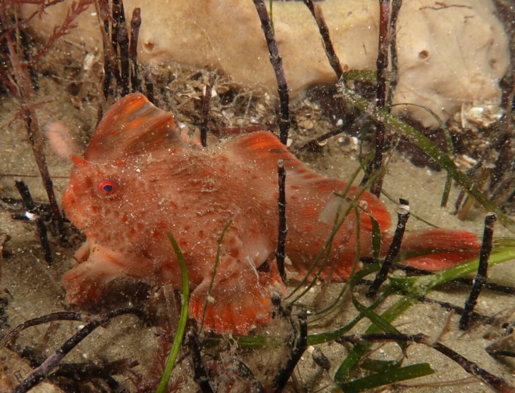 Red_381 - Handfish Conservation Project