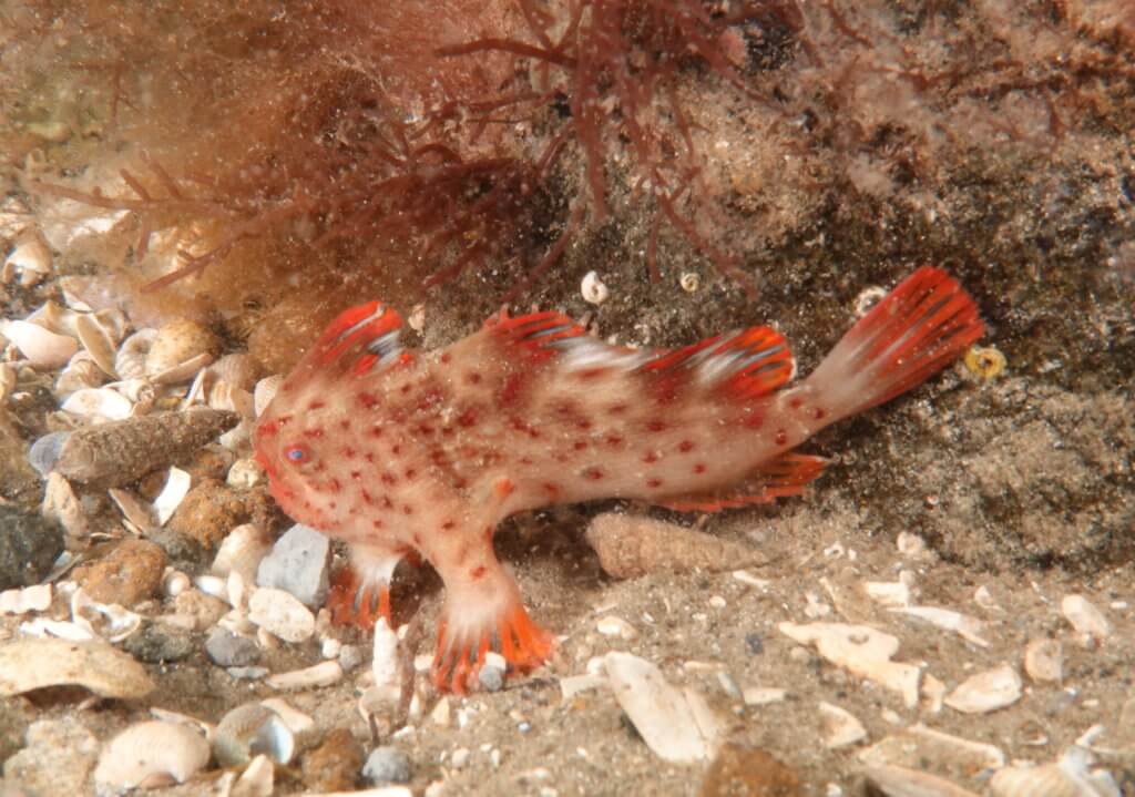Red_403 - Handfish Conservation Project