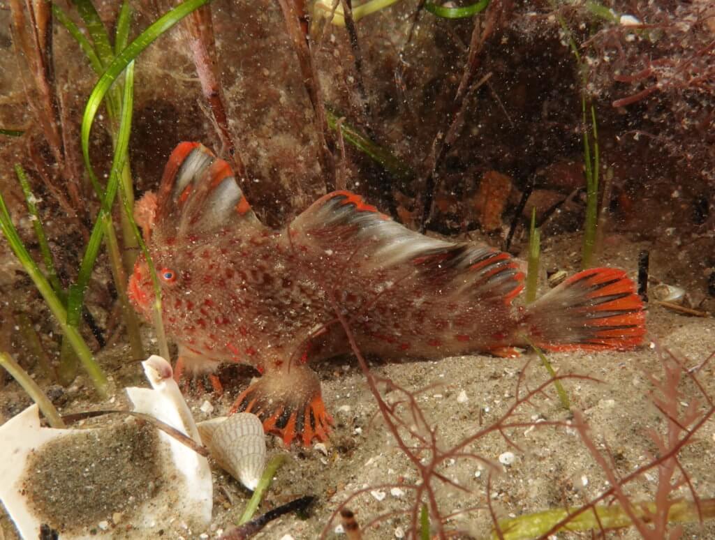 Red_406 - Handfish Conservation Project