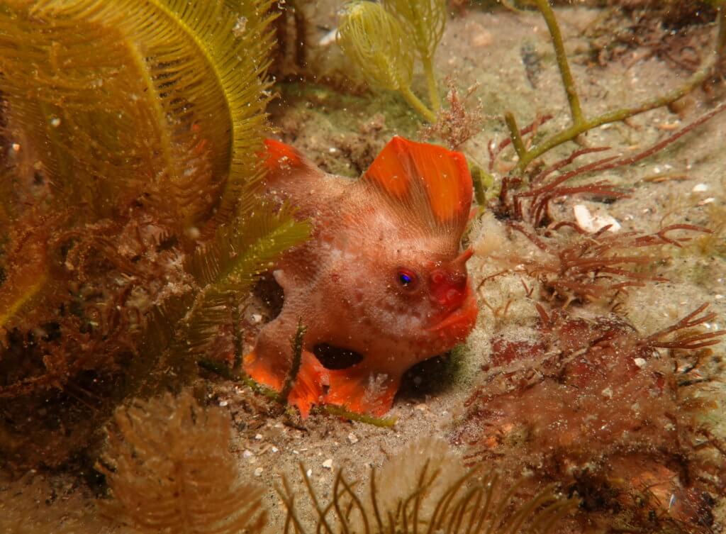 Red_419 - Handfish Conservation Project