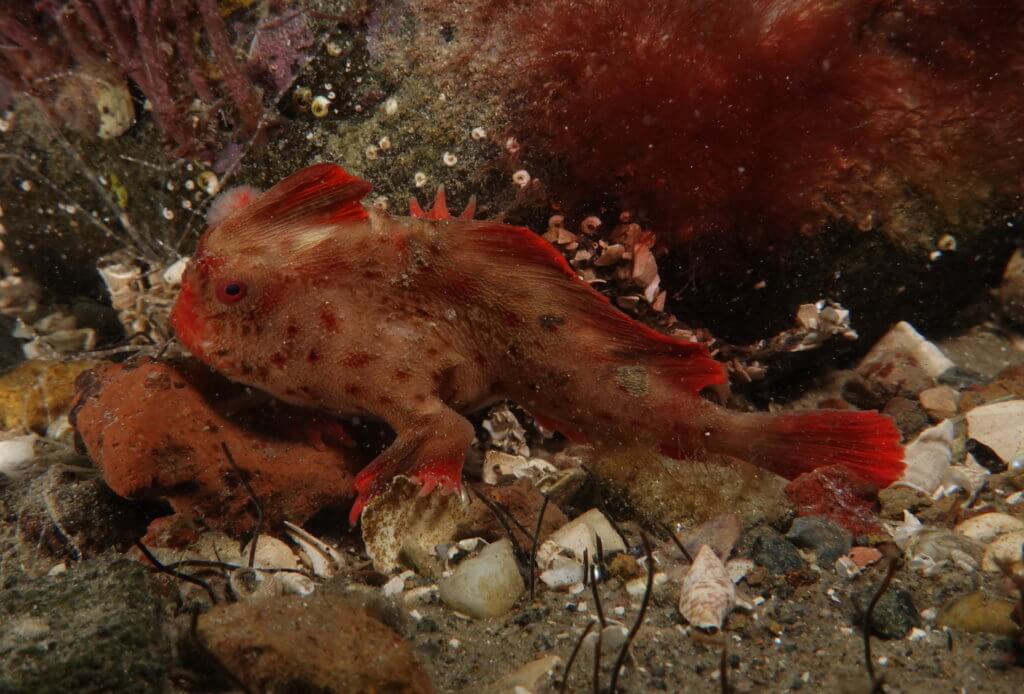 Red_451 - Handfish Conservation Project