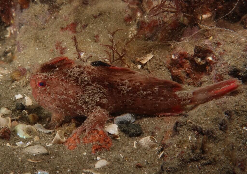 Red_453 - Handfish Conservation Project