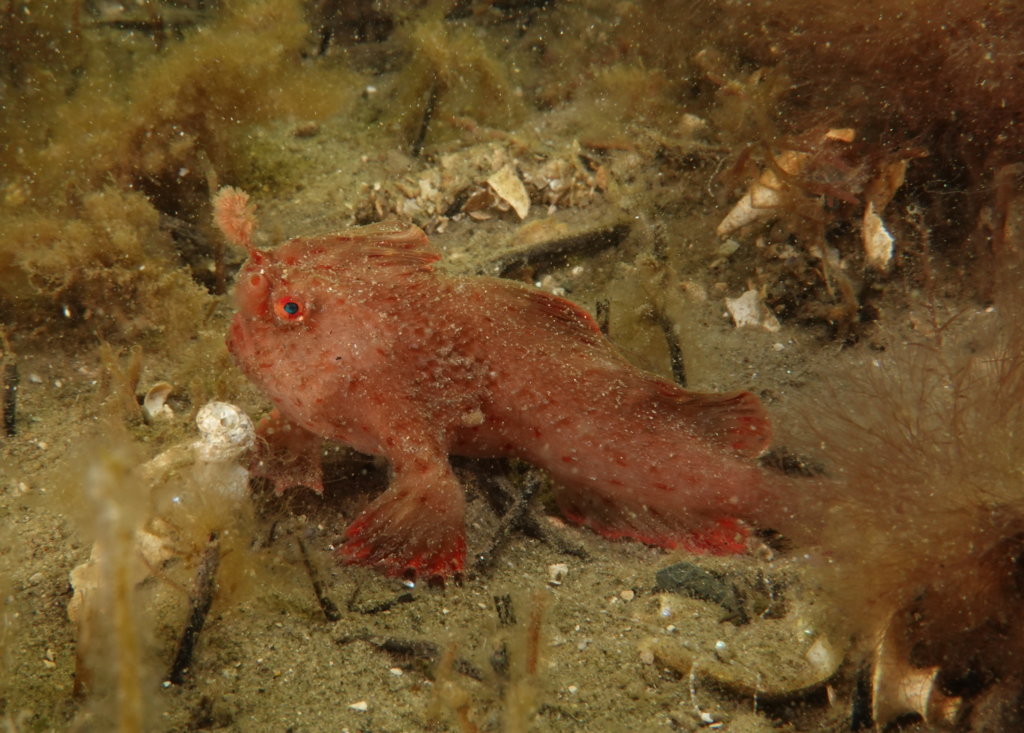 Red_462 - Handfish Conservation Project