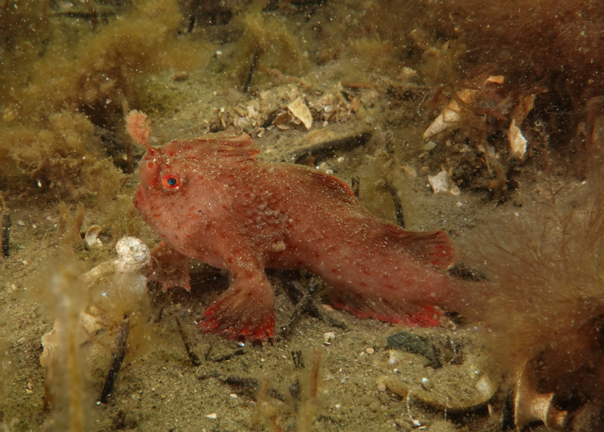 Red_462 - Handfish Conservation Project