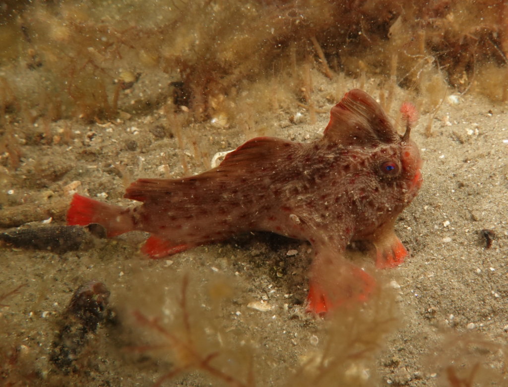 Red_466 - Handfish Conservation Project
