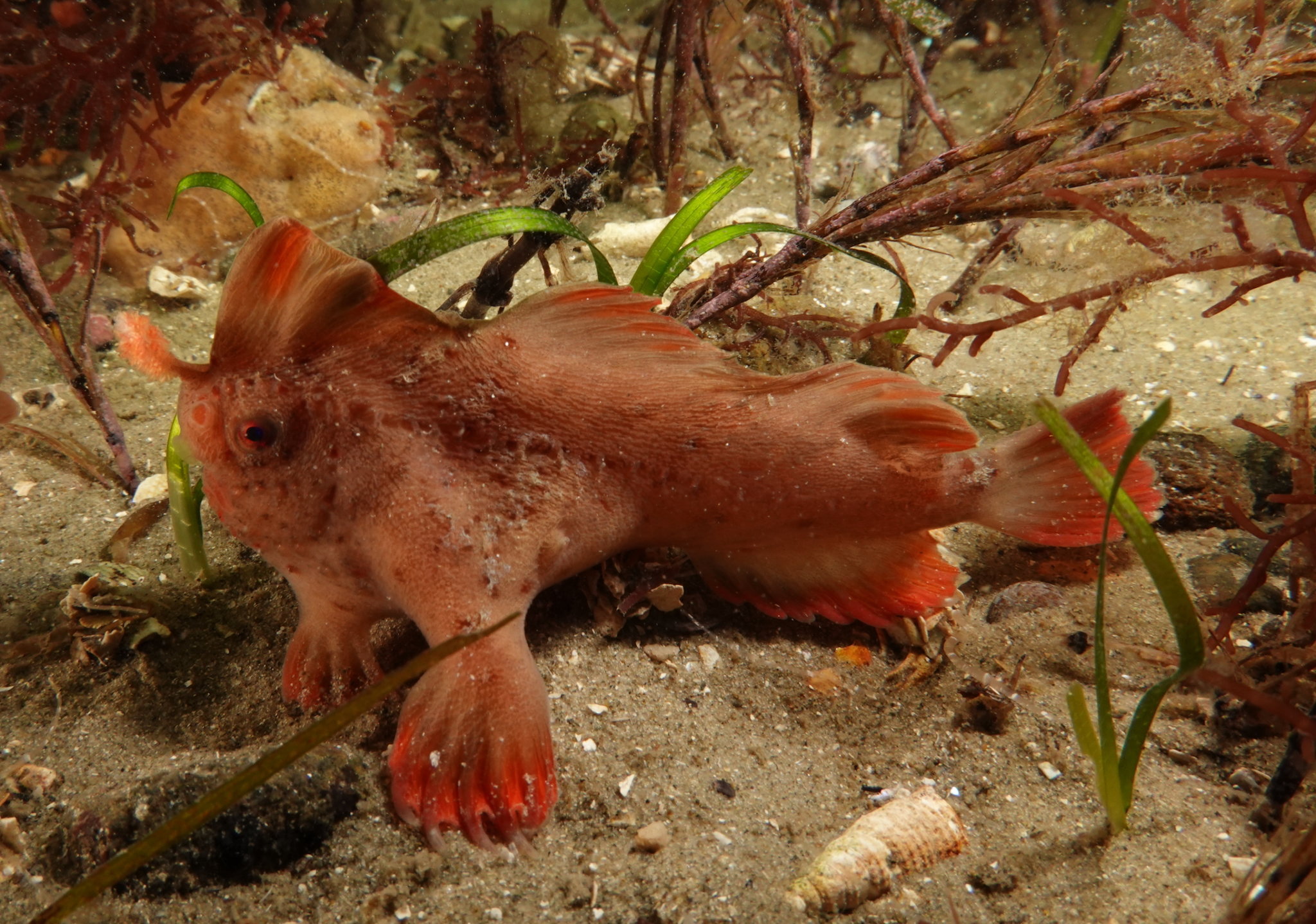 Red_472 - Handfish Conservation Project