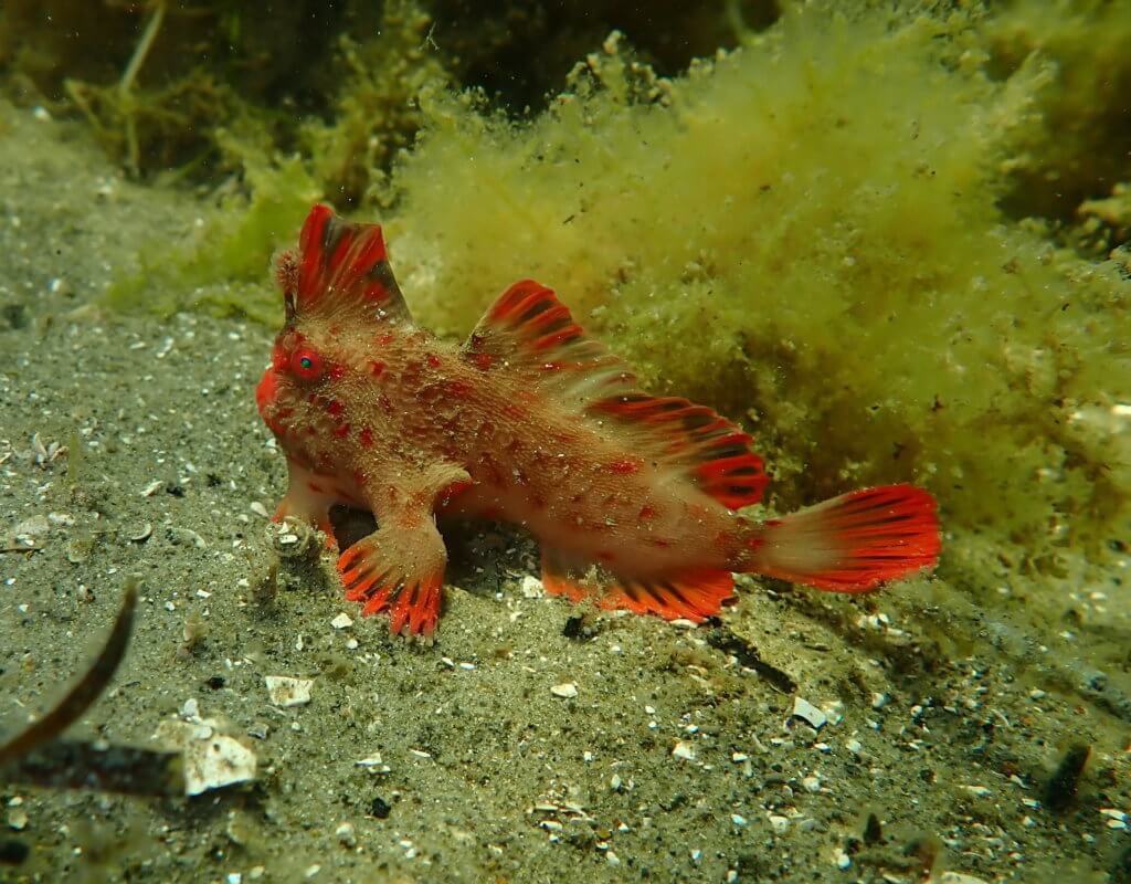 Red_411 - Handfish Conservation Project
